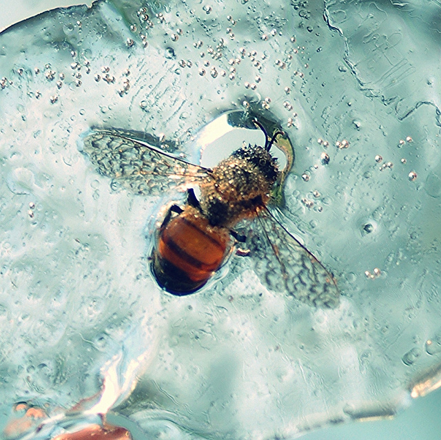 frozen bee – MY WILD ACRES